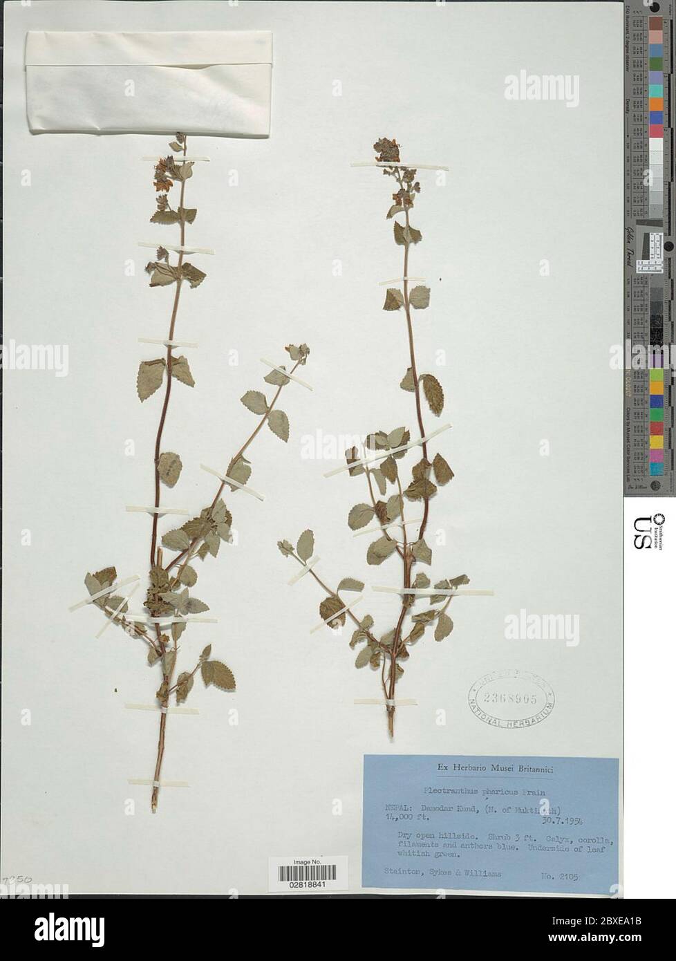 Isodon hi-res stock photography and images - Alamy