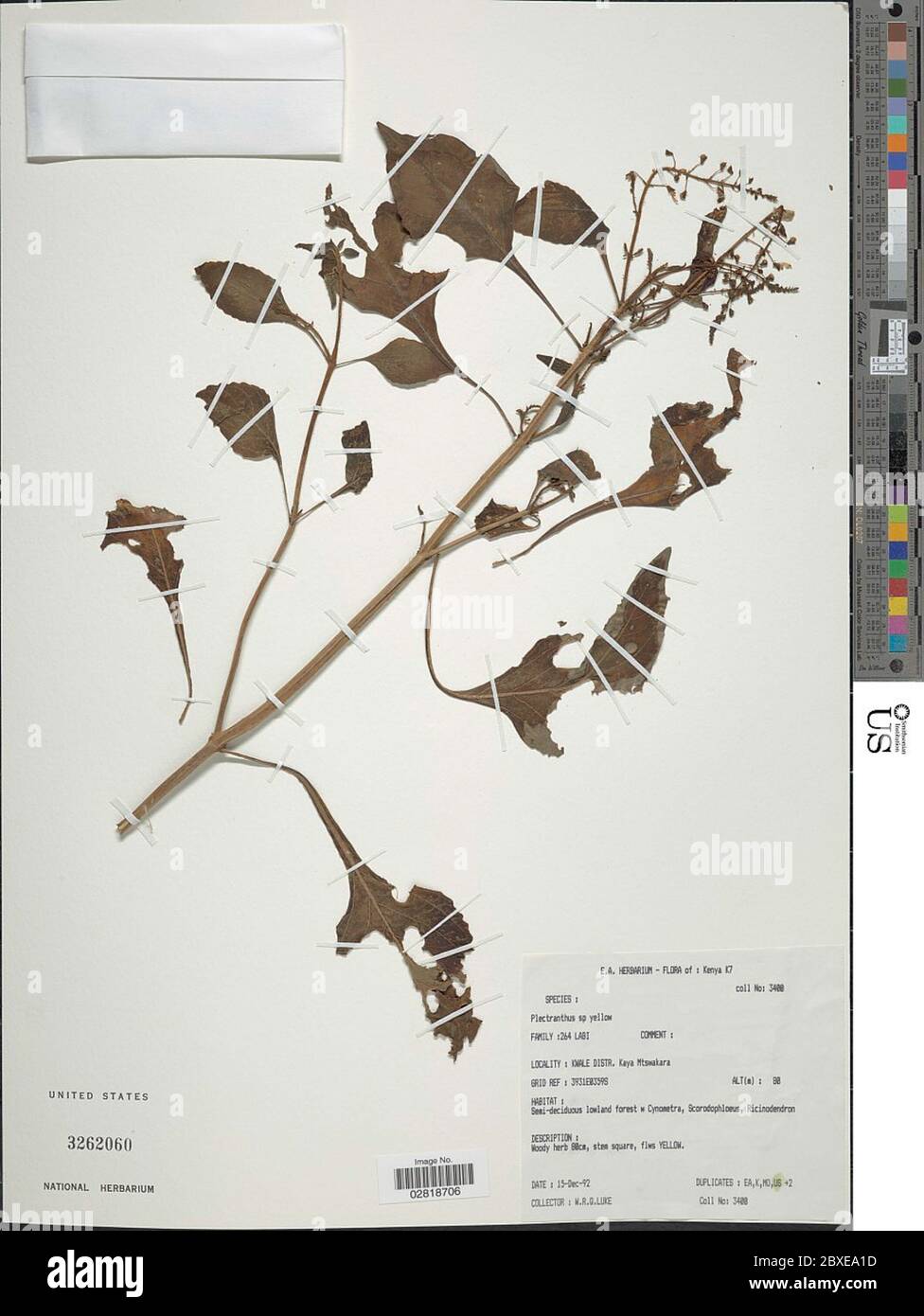 Plectranthus sp Plectranthus sp Stock Photo - Alamy