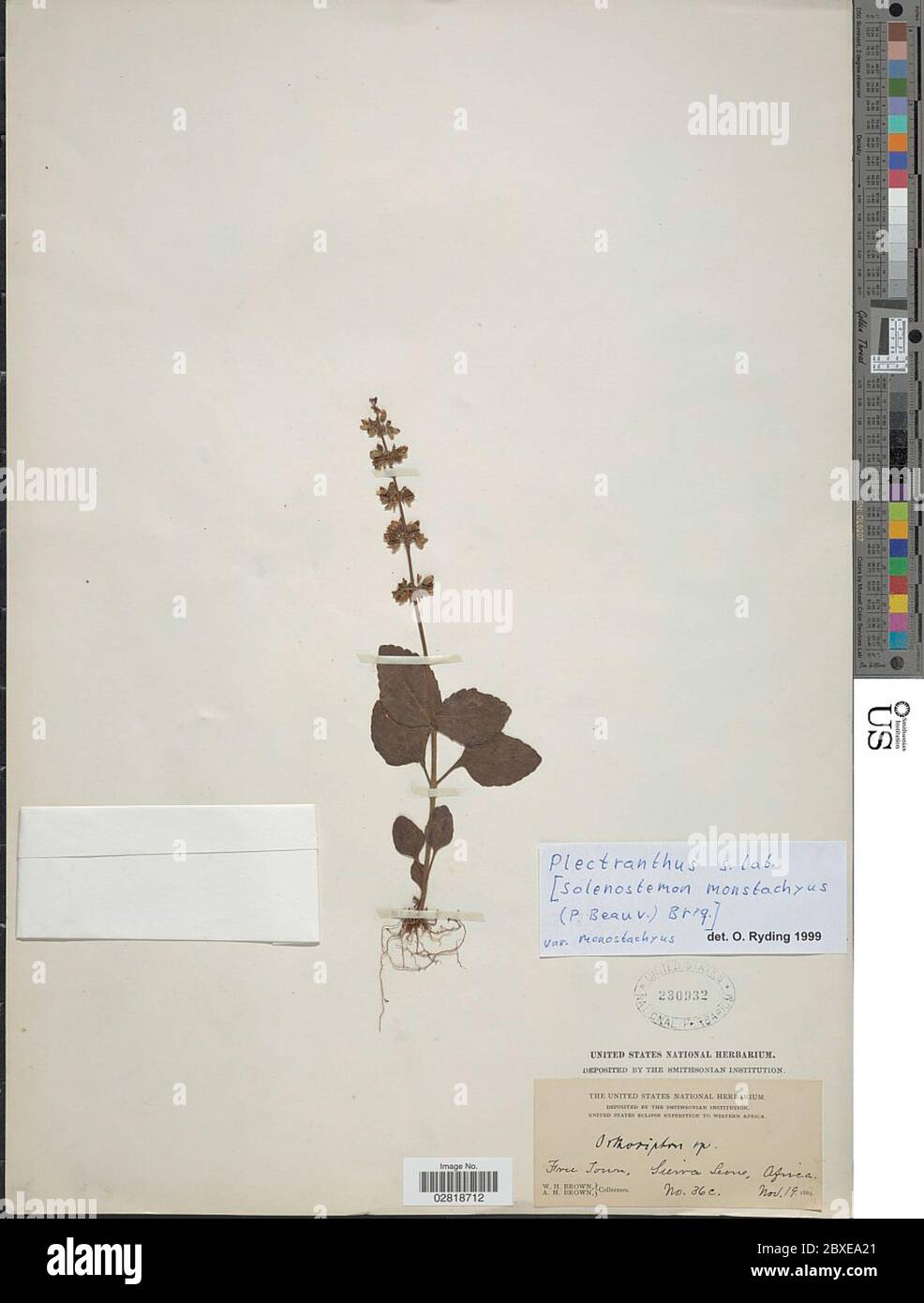 Plectranthus sp Plectranthus sp Stock Photo - Alamy