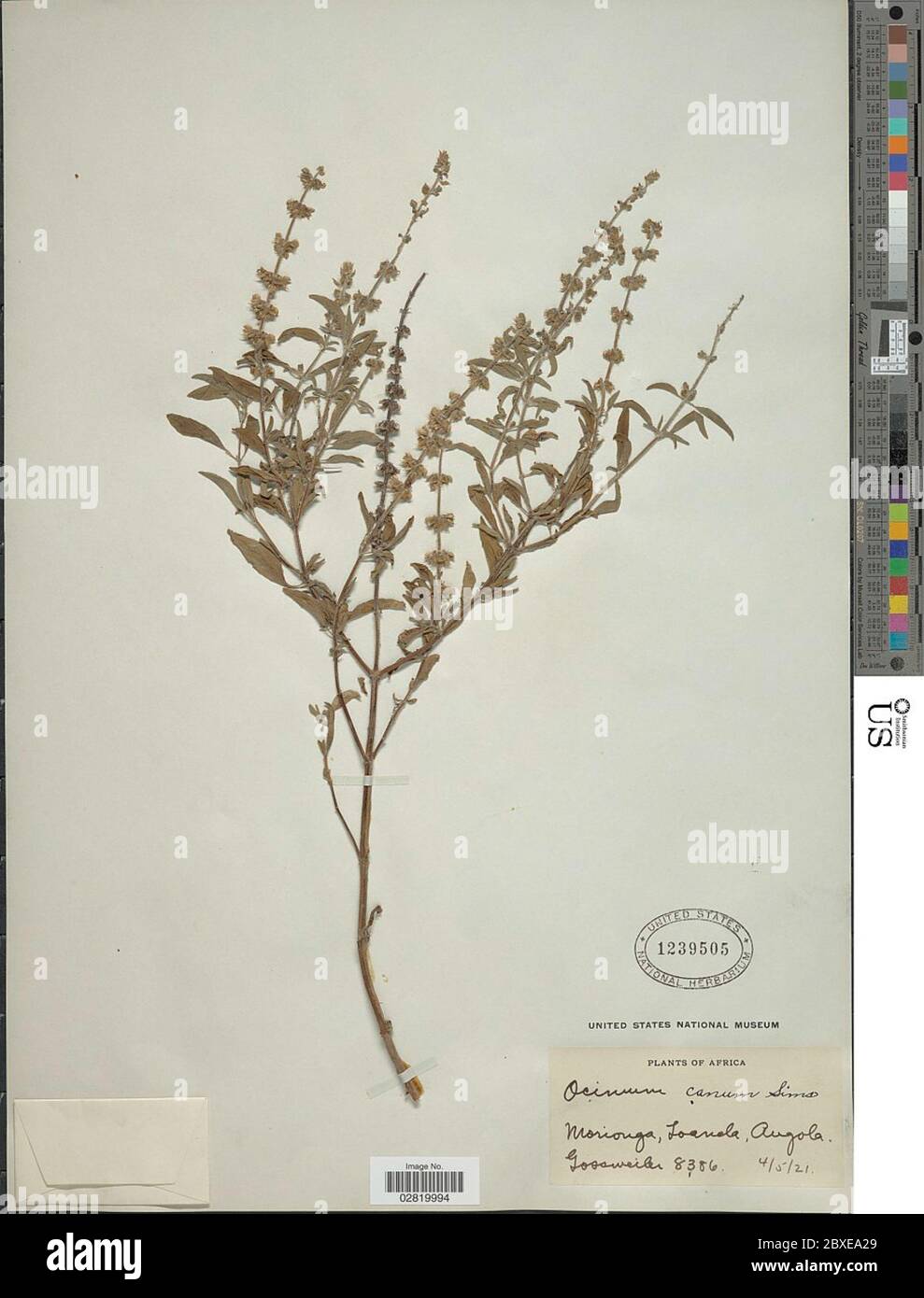 Ocimum canum Sims Ocimum canum Sims Stock Photo - Alamy