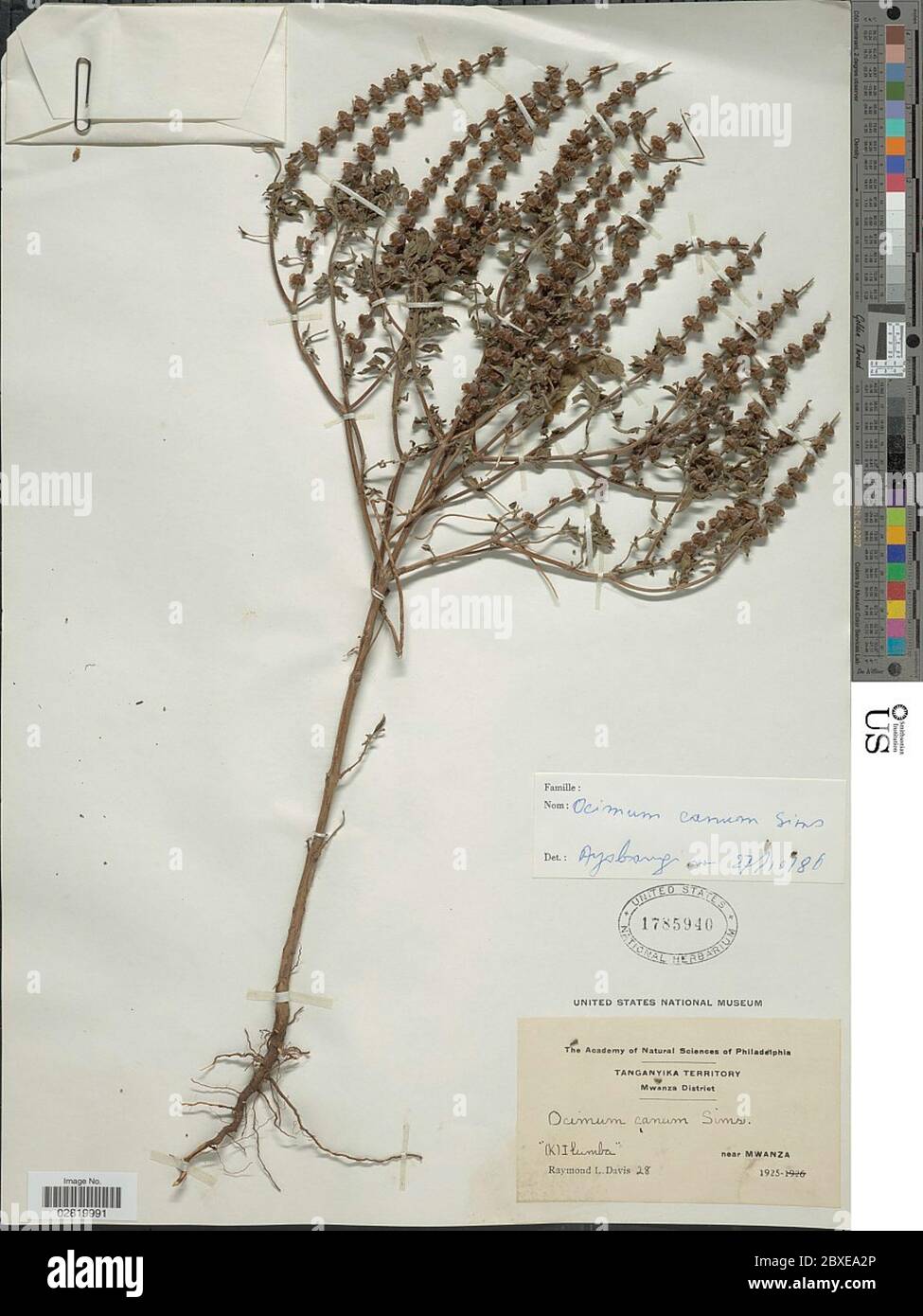 Ocimum canum hi-res stock photography and images - Alamy