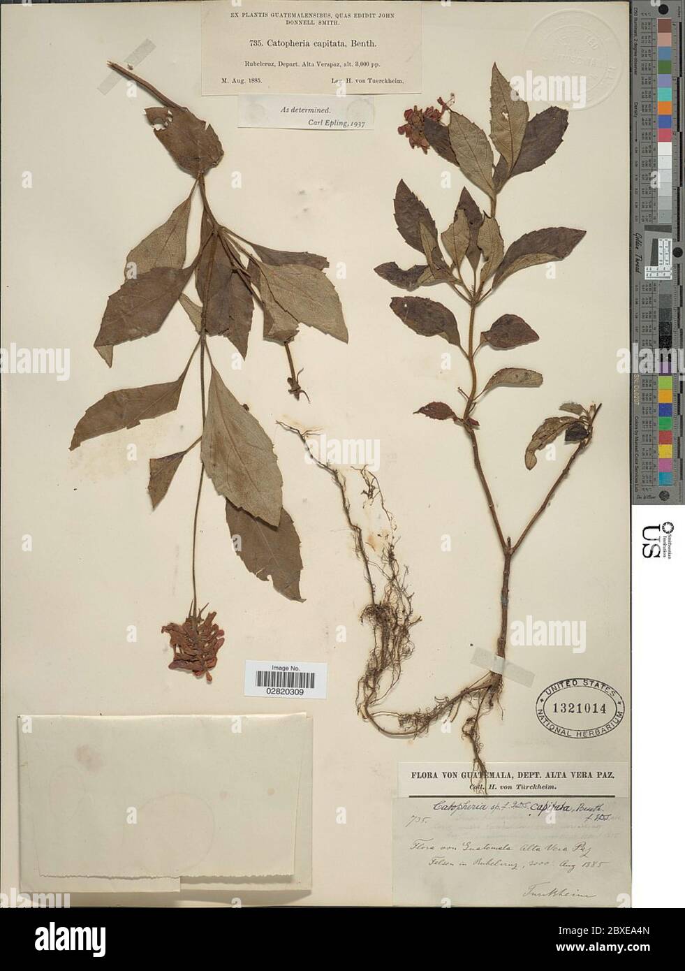 Catopheria capitata Benth Catopheria capitata Benth Stock Photo - Alamy