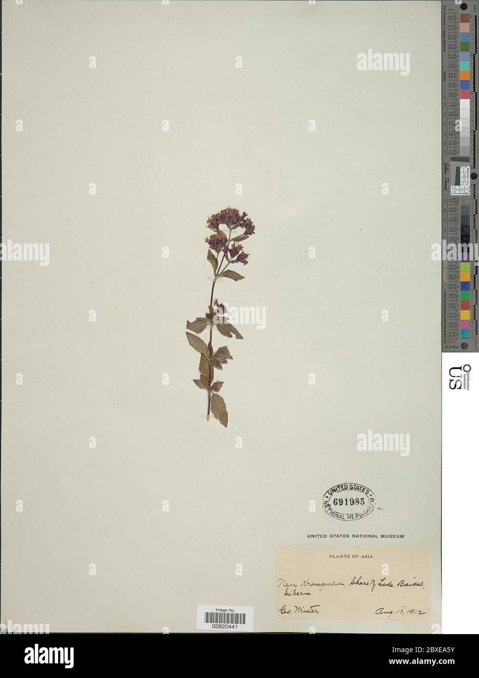 Indet sp Indet sp Stock Photo - Alamy