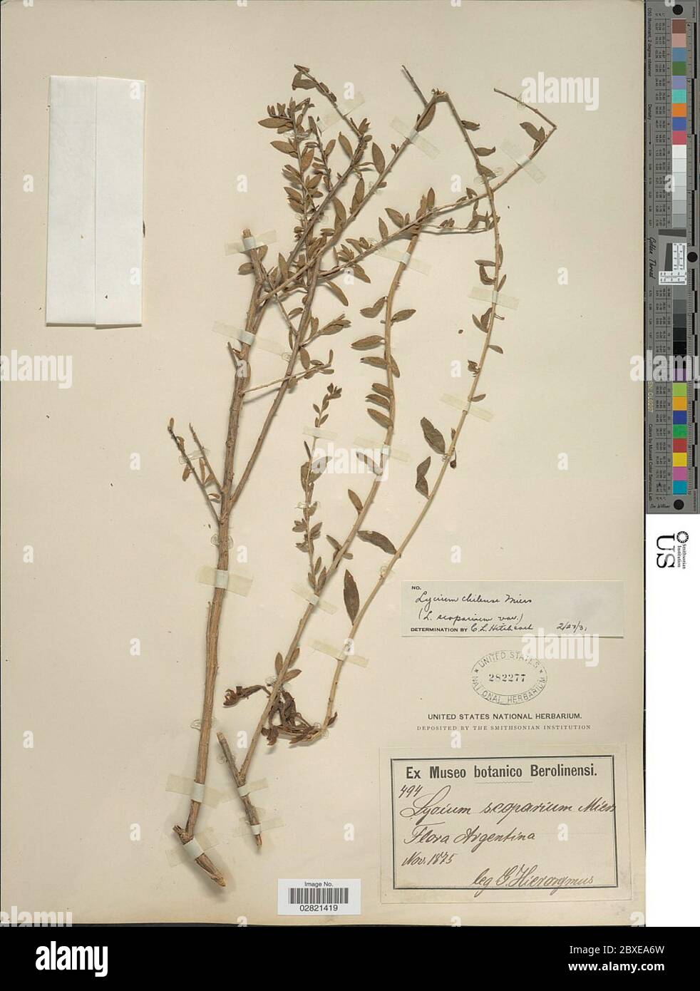 Lycium chilense Bertero Lycium chilense Bertero Stock Photo - Alamy