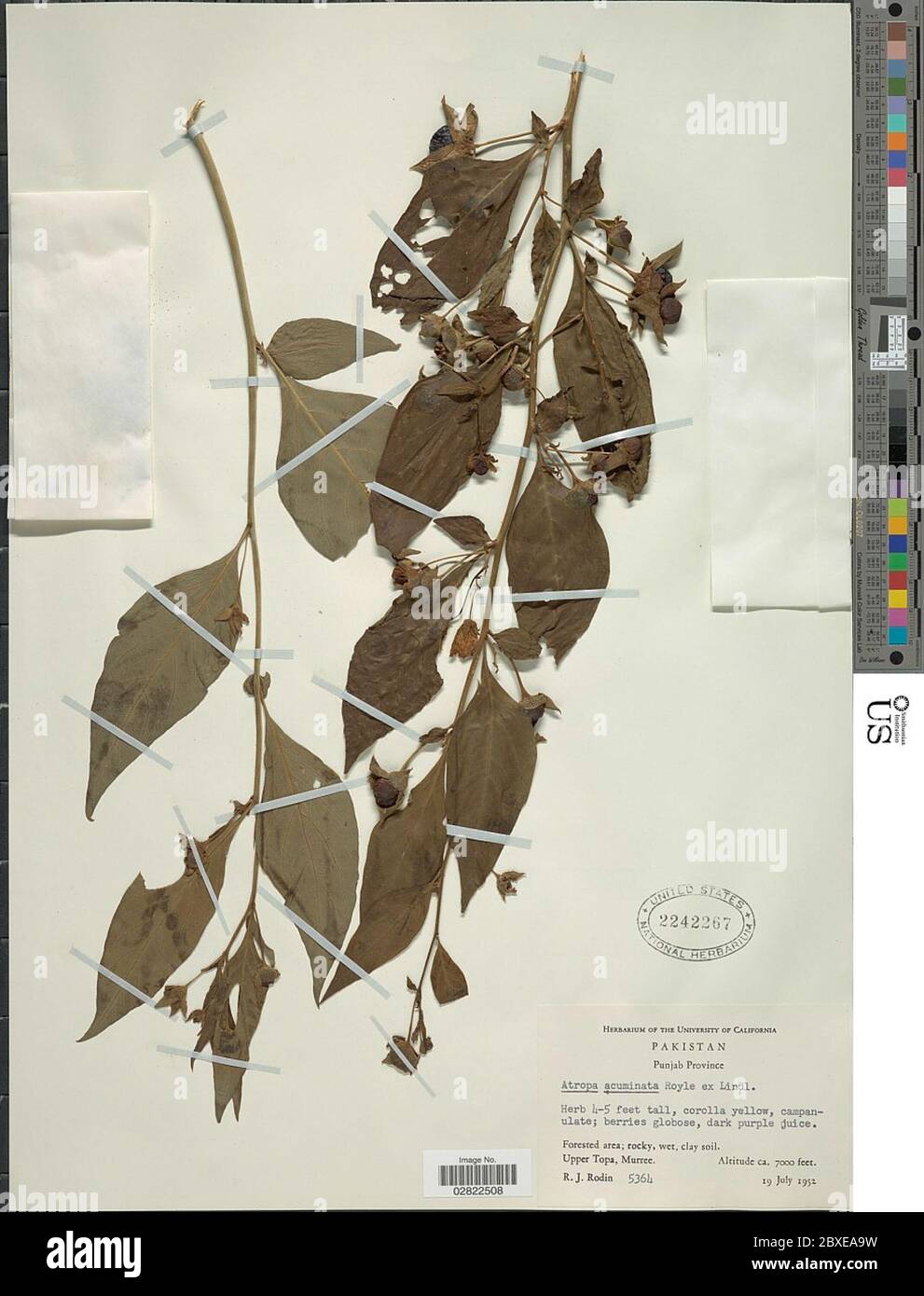 Atropa acuminata Royle ex Lindl Atropa acuminata Royle ex Lindl Stock ...