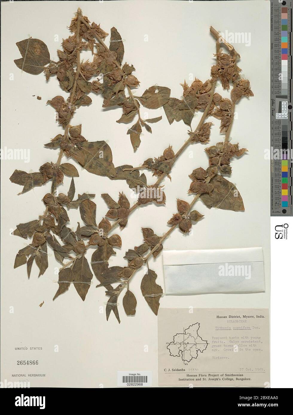 Withania somnifera L Dunal Withania somnifera L Dunal Stock Photo - Alamy