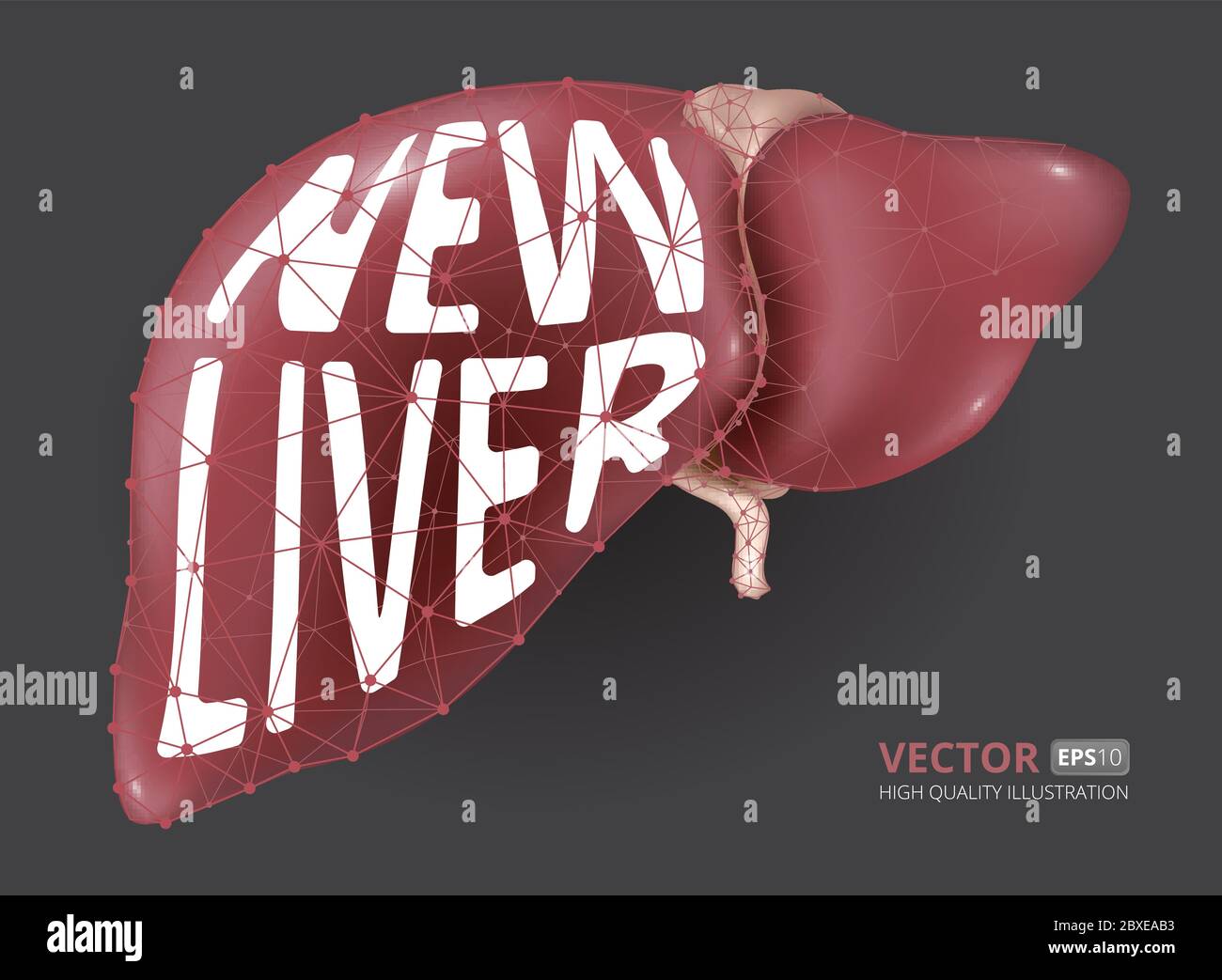 Realistic vector illustration of new human liver consisting of low-poly ...