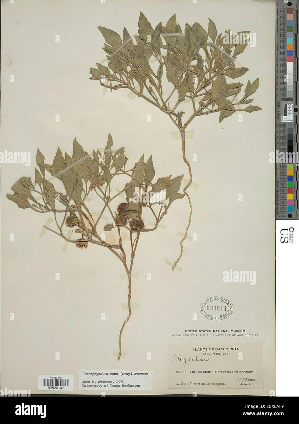 Leucophysalis nana A Gray Averett Leucophysalis nana A Gray Averett ...