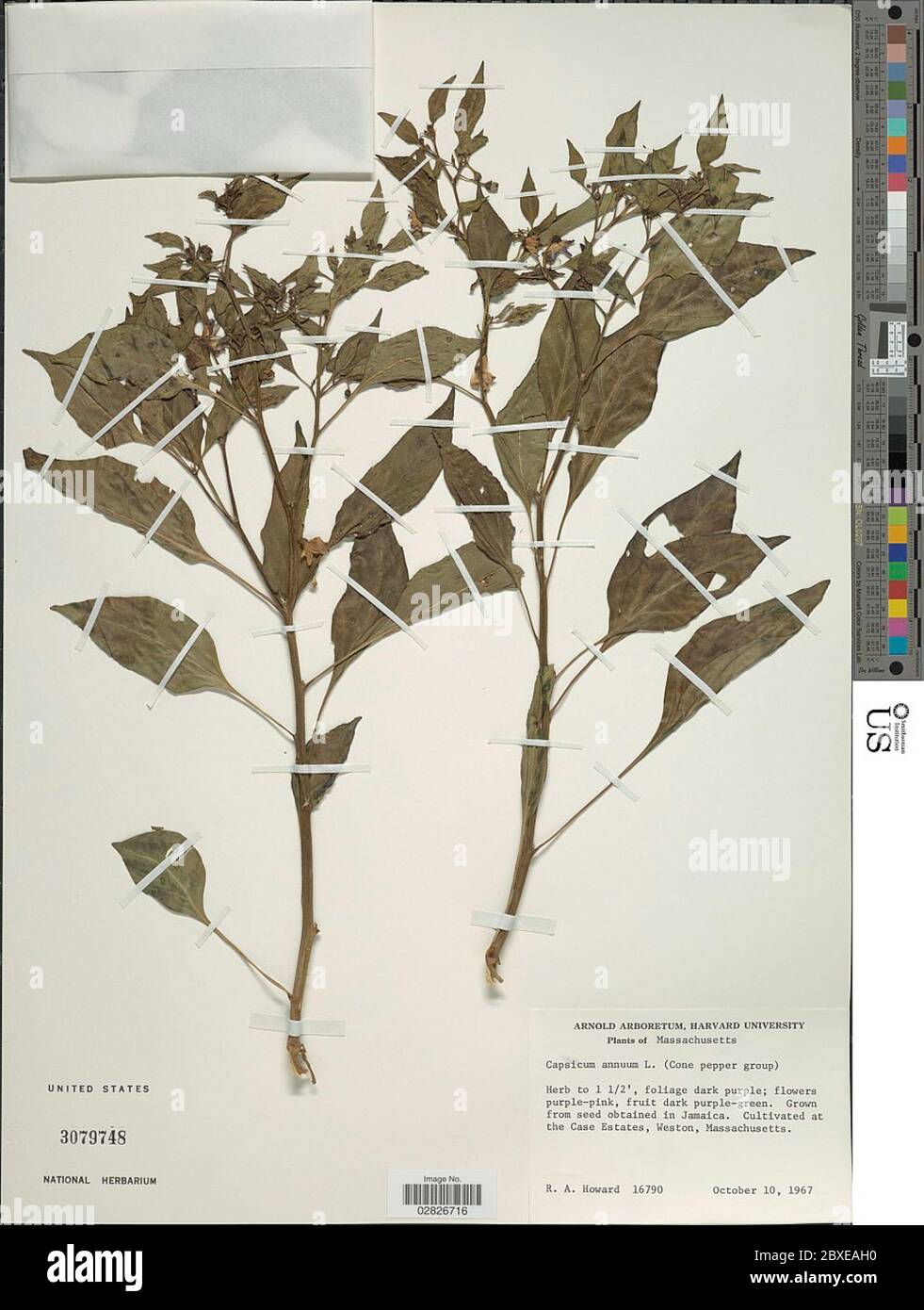 Capsicum annuum L Capsicum annuum L Stock Photo - Alamy