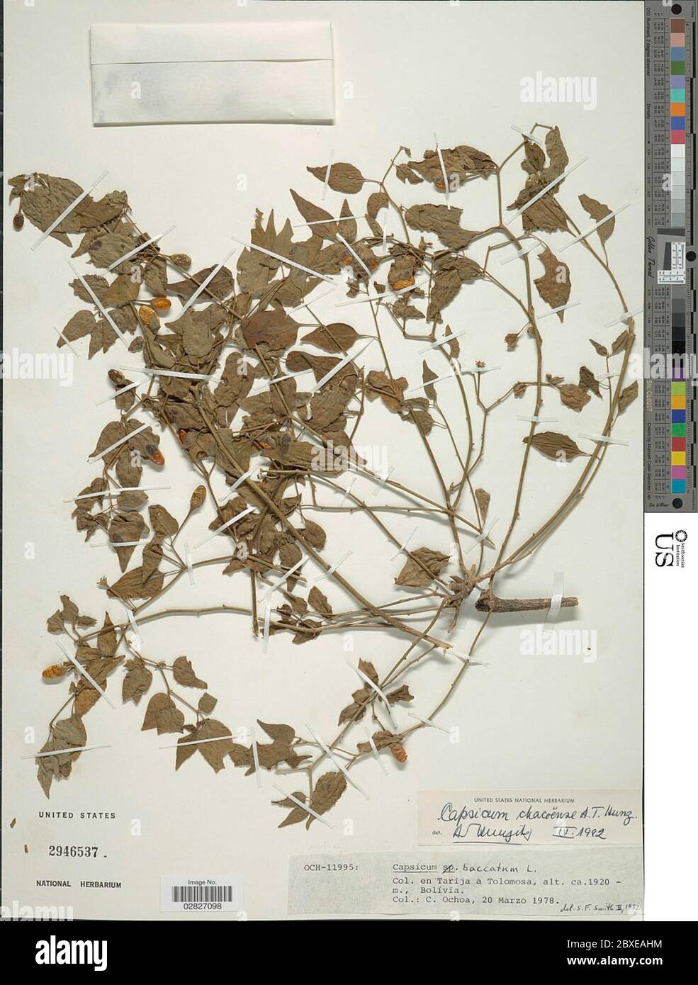 Capsicum chacoense Hunz Capsicum chacoense Hunz Stock Photo - Alamy