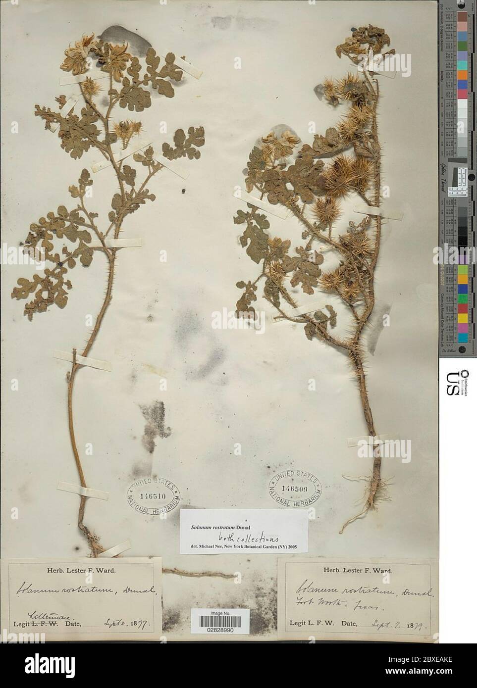 Rostratum hi-res stock photography and images - Alamy