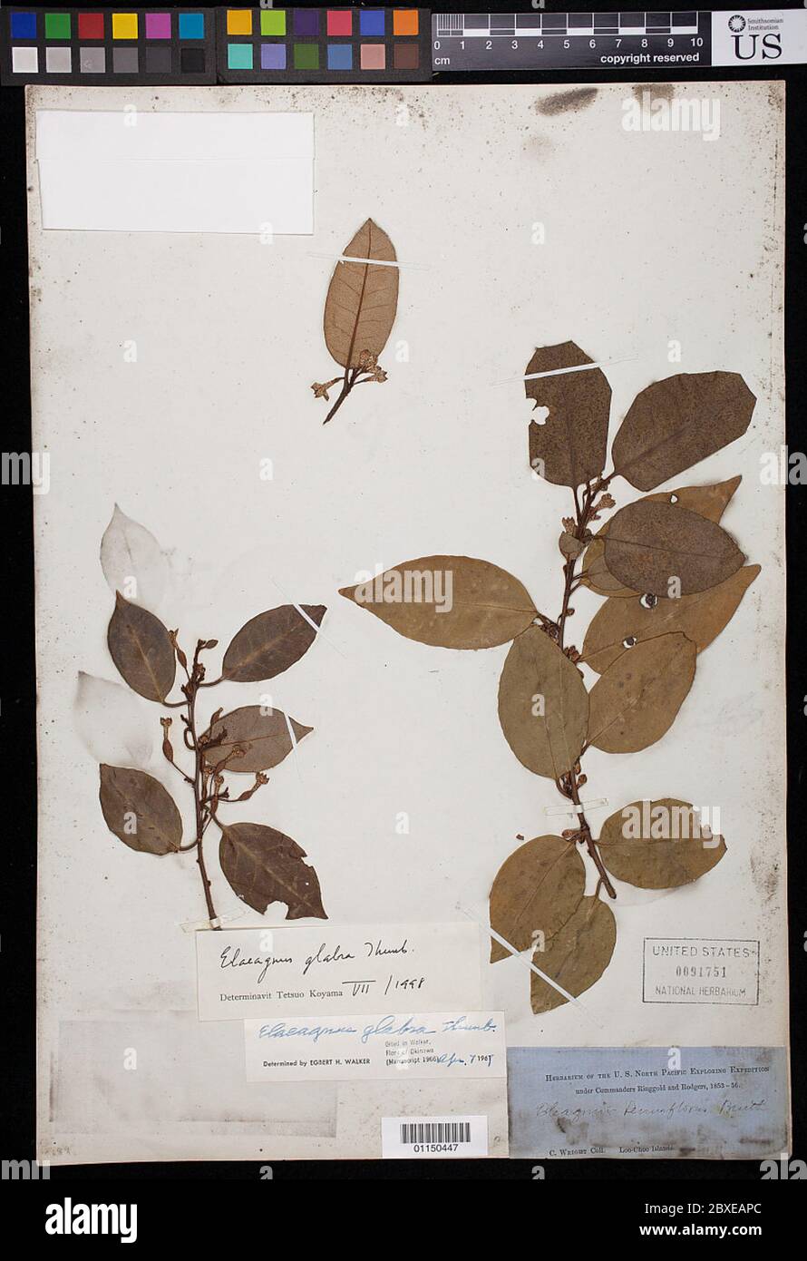 Elaeagnus glabra hi-res stock photography and images - Alamy