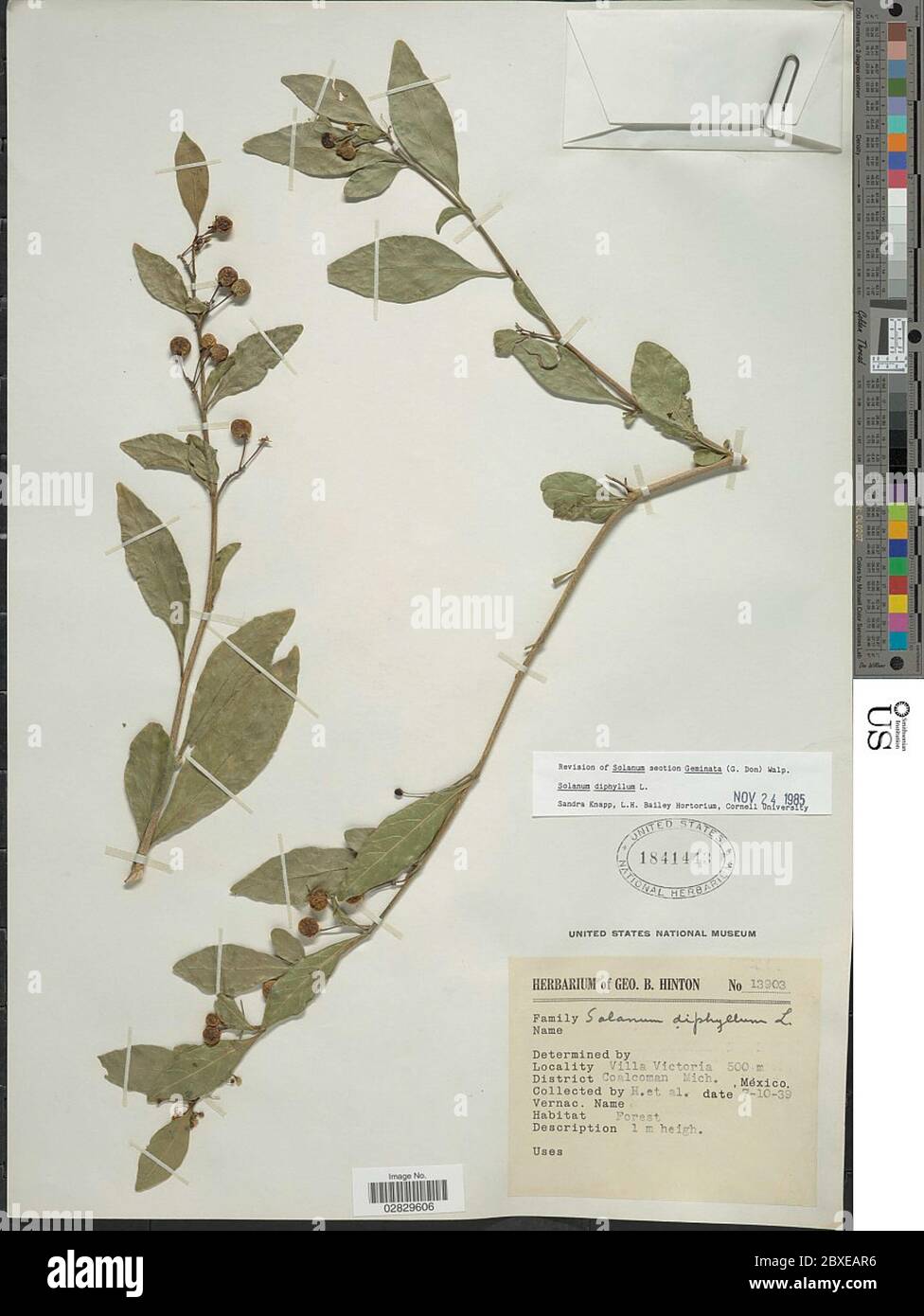 Solanum diphyllum L Solanum diphyllum L Stock Photo - Alamy