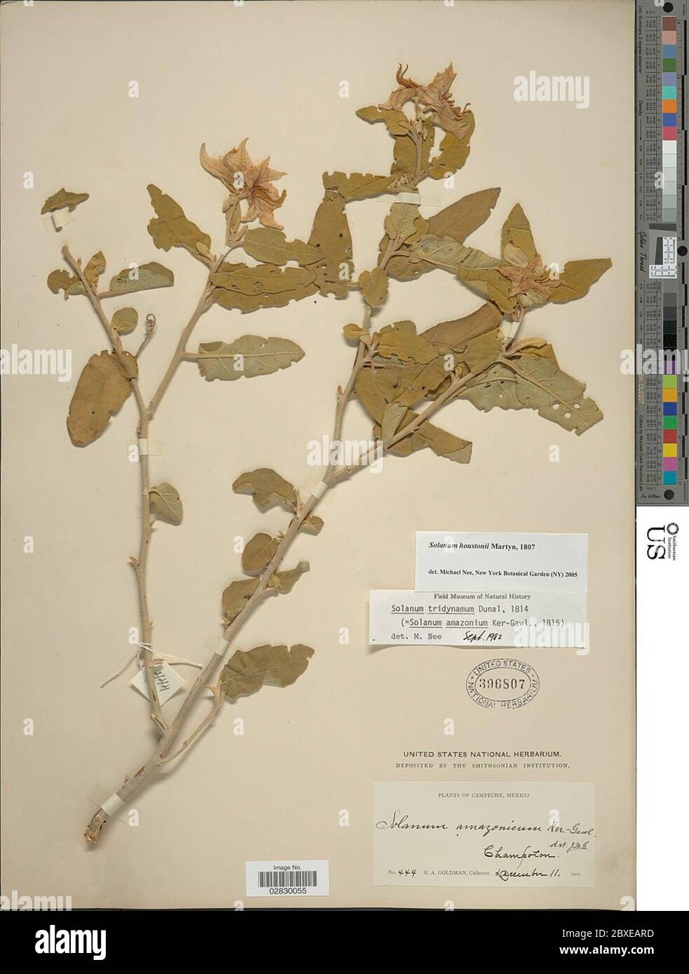 Solanum houstonii Dunal Solanum houstonii Dunal Stock Photo - Alamy