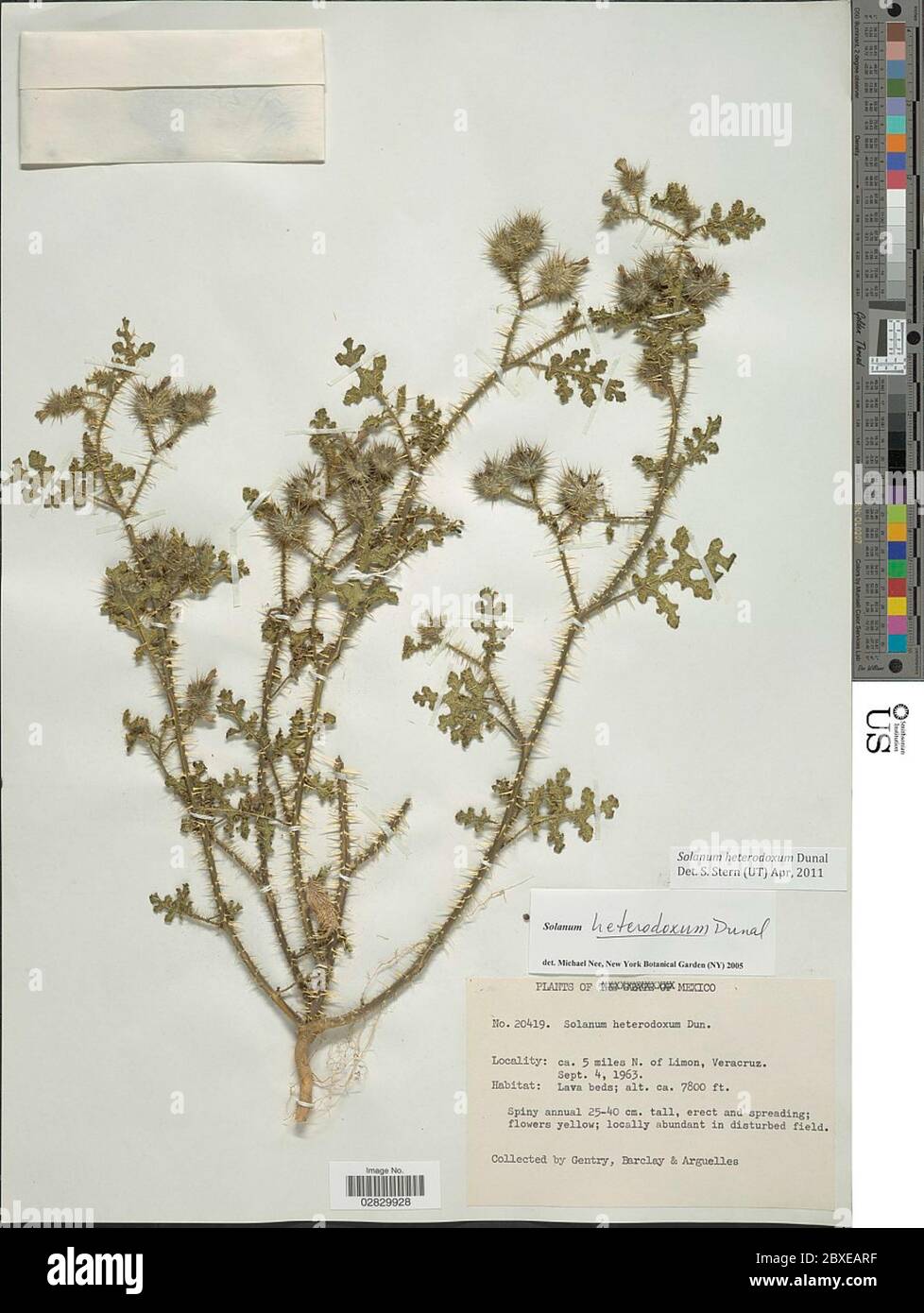 Solanum heterodoxum Dunal Solanum heterodoxum Dunal Stock Photo - Alamy