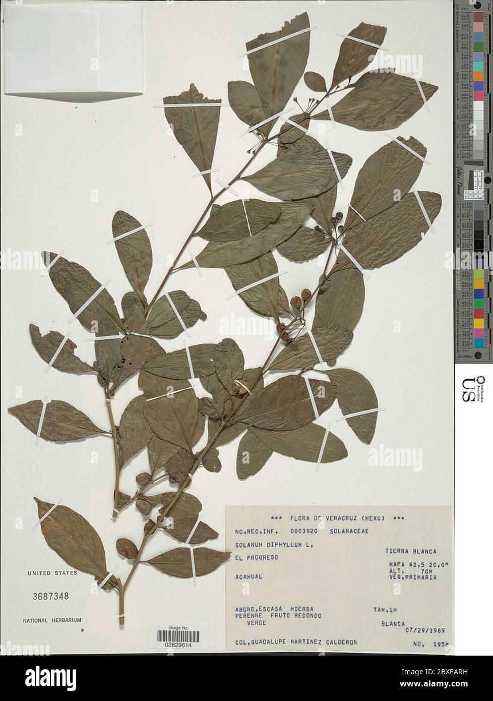 Solanum diphyllum L Solanum diphyllum L Stock Photo - Alamy