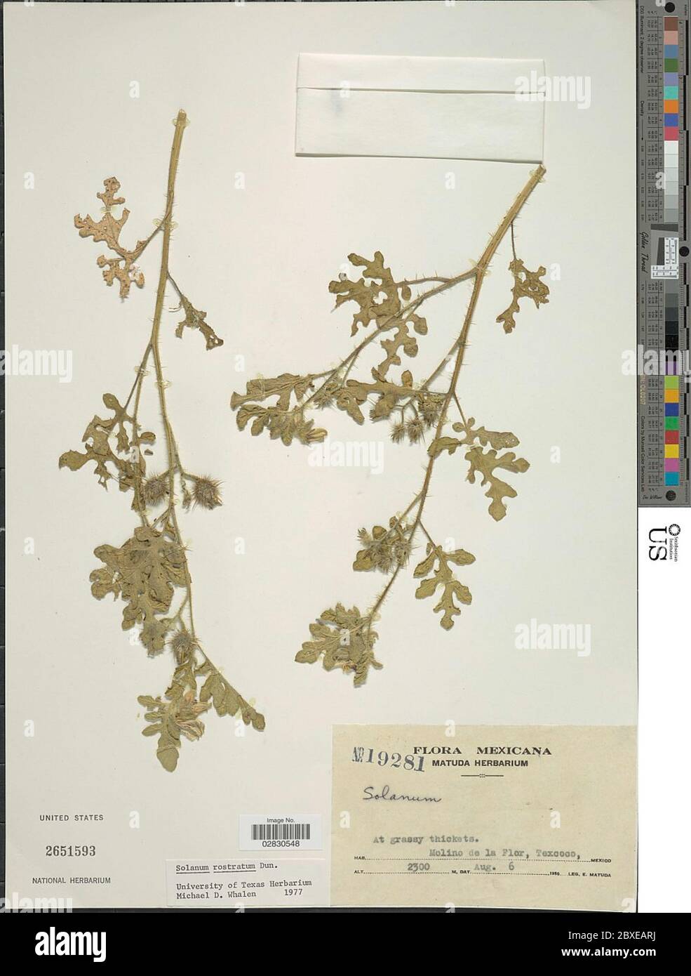 Solanum rostratum hi-res stock photography and images - Alamy