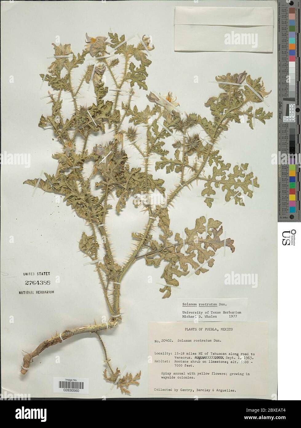 Solanum rostratum hi-res stock photography and images - Alamy