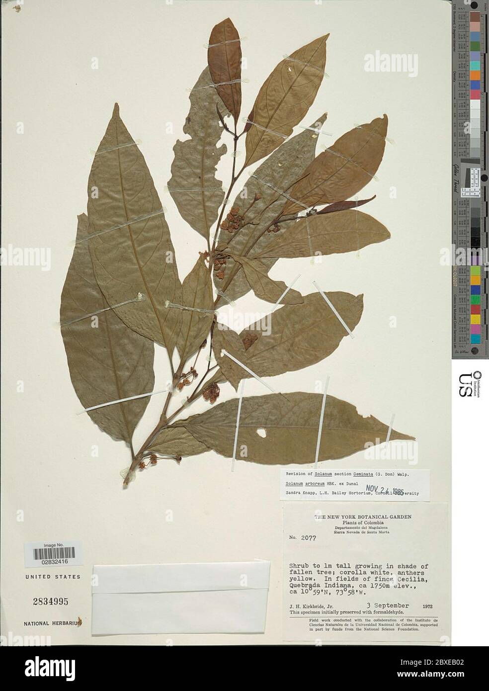 Solanum arboreum Dunal Solanum arboreum Dunal Stock Photo - Alamy