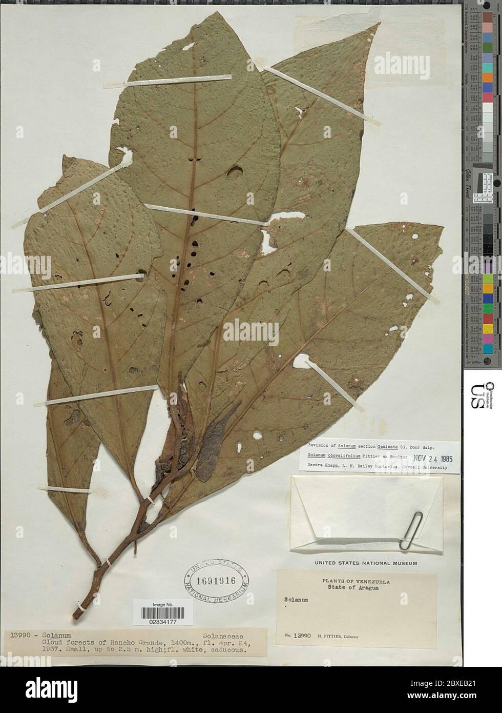 Solanum obovalifolium Bentez Solanum obovalifolium Bentez Stock Photo ...