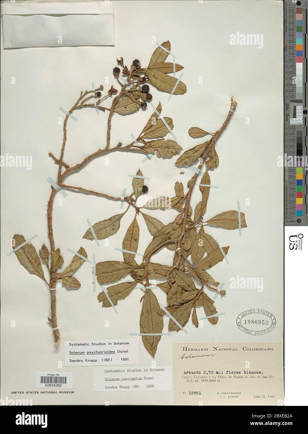 Solanum psychotrioides Dunal Solanum psychotrioides Dunal Stock Photo ...