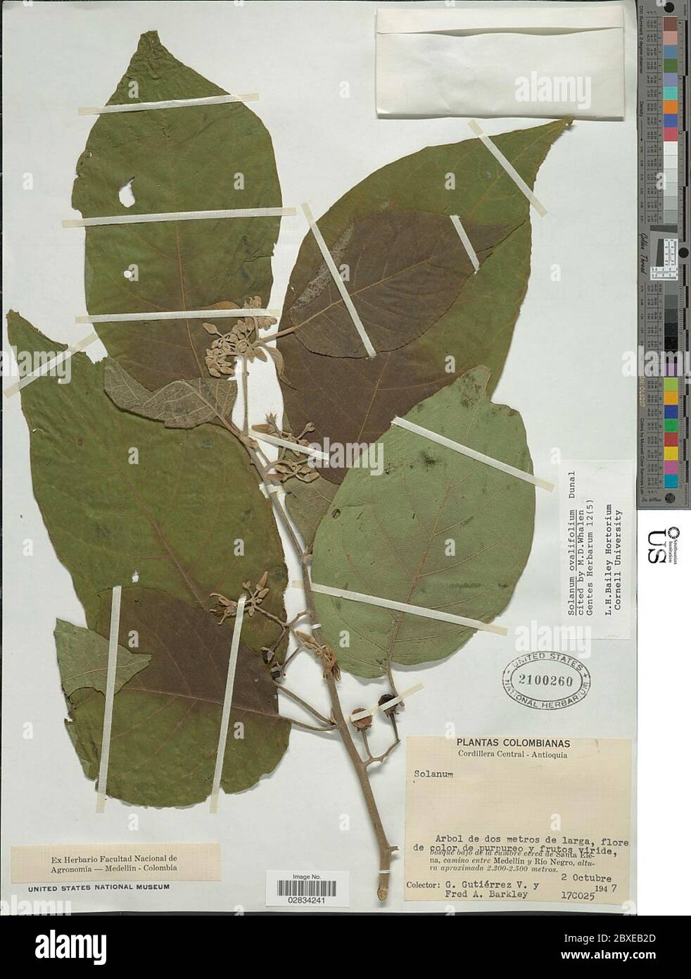 Solanum ovalifolium Dunal Solanum ovalifolium Dunal Stock Photo - Alamy