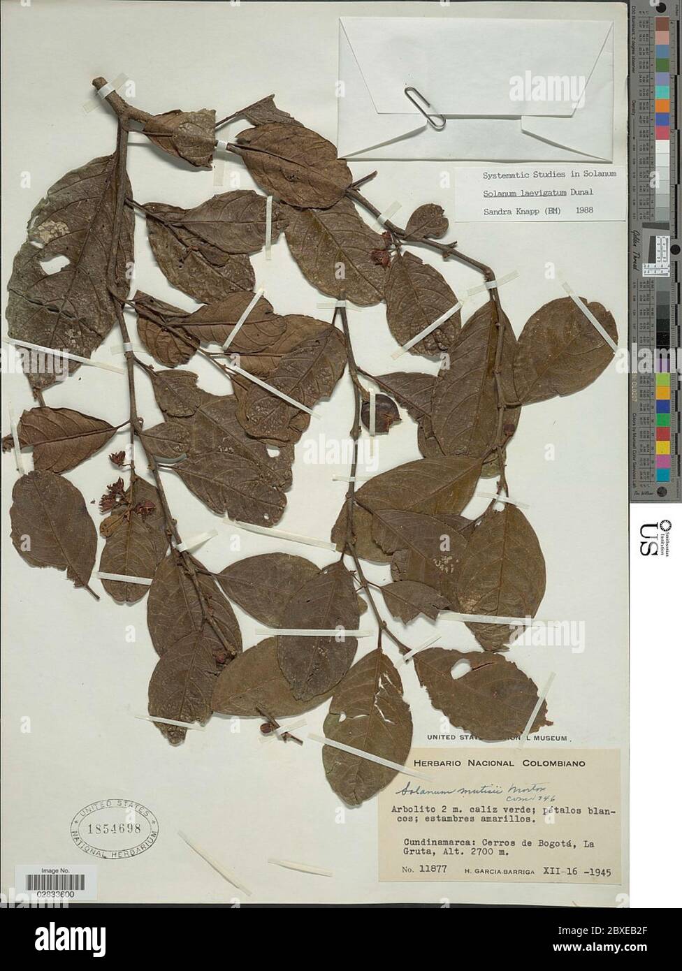 Solanum laevigatum Dunal Solanum laevigatum Dunal Stock Photo - Alamy