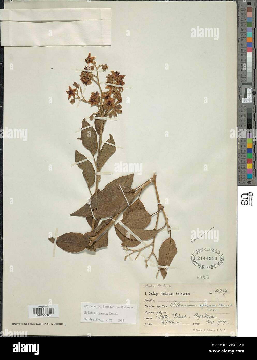 Solanum aureum Dunal Solanum aureum Dunal Stock Photo - Alamy