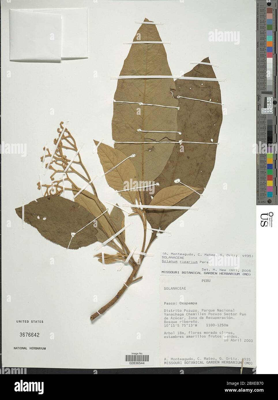 Solanum riparium Pers Solanum riparium Pers Stock Photo - Alamy