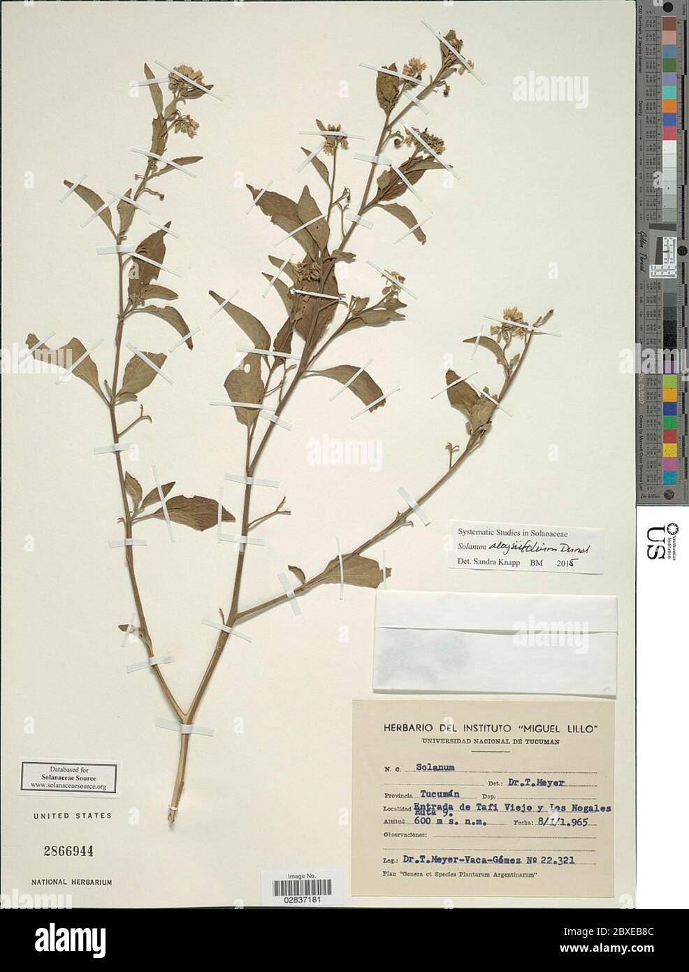 Solanum aloysiifolium Dunal Solanum aloysiifolium Dunal Stock Photo - Alamy