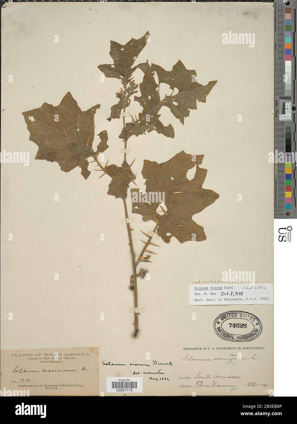Solanum viarum Dunal Solanum viarum Dunal Stock Photo - Alamy