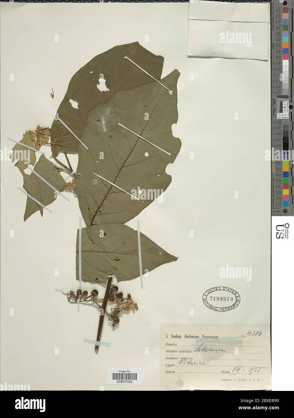 Solanum ovalifolium Dunal Solanum ovalifolium Dunal Stock Photo - Alamy