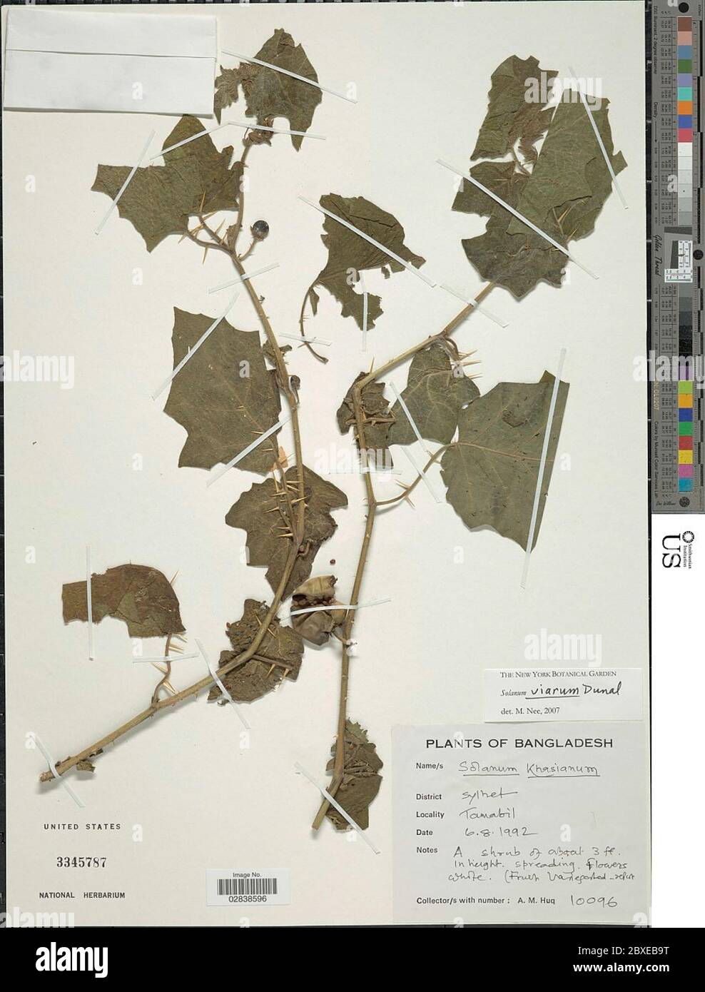 Solanum viarum Dunal Solanum viarum Dunal Stock Photo - Alamy