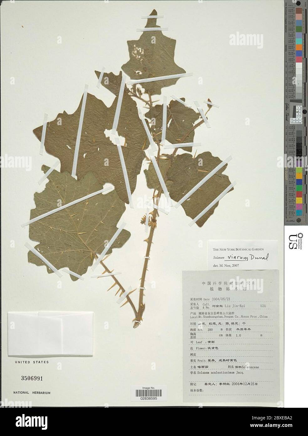 Solanum viarum Dunal Solanum viarum Dunal Stock Photo - Alamy