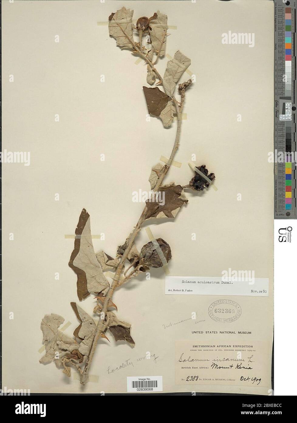 Solanum aculeastrum hi-res stock photography and images - Alamy