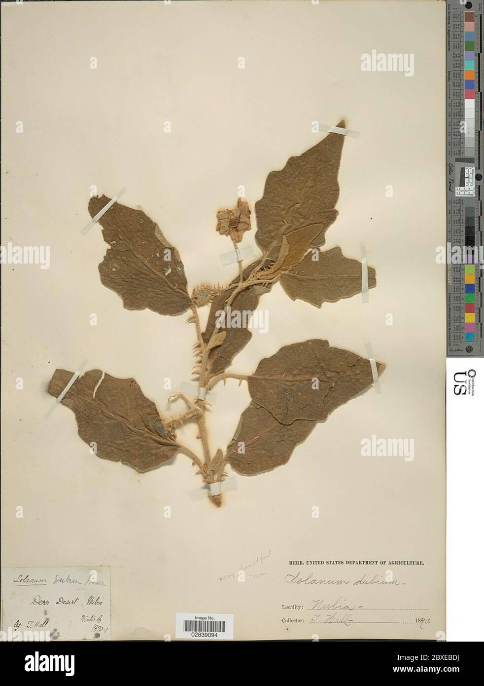 Solanum dubium Dunal Solanum dubium Dunal Stock Photo - Alamy