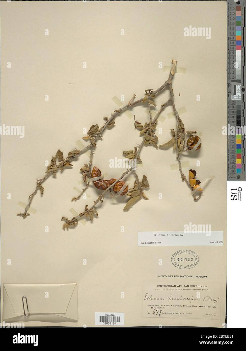 Solanum incanum hi-res stock photography and images - Alamy