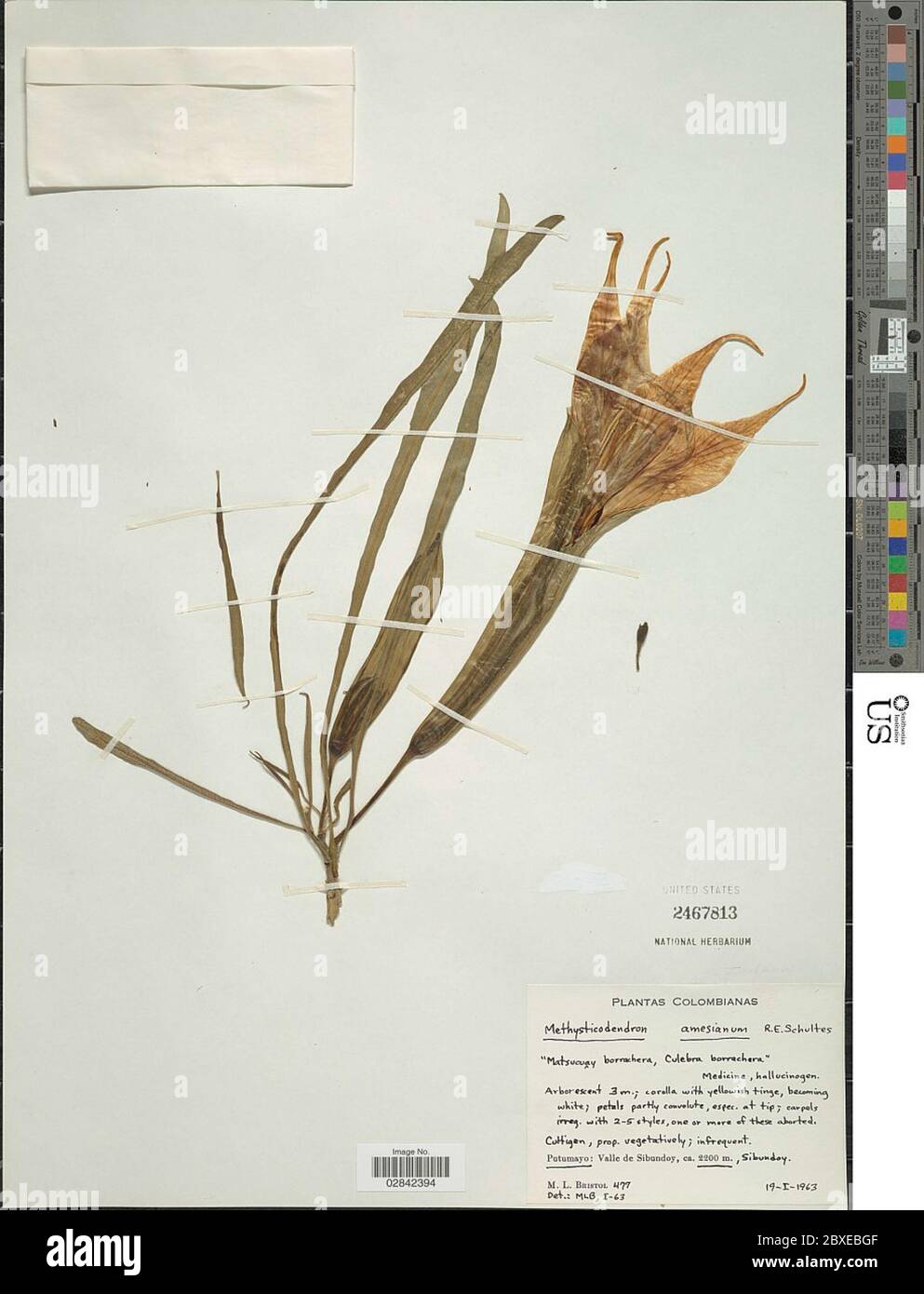 Amesianum hi-res stock photography and images - Alamy
