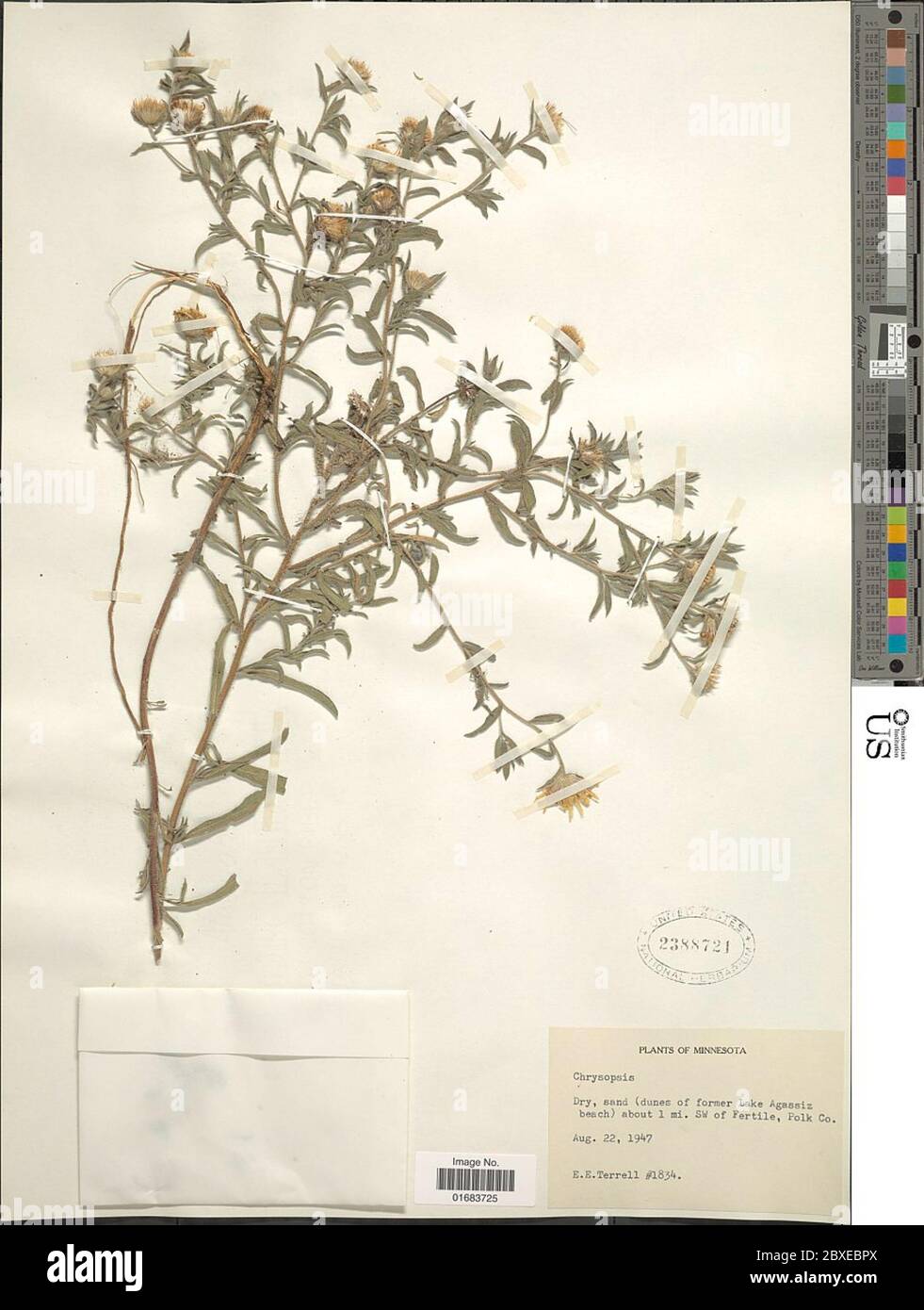 Chrysopsis hi-res stock photography and images - Alamy