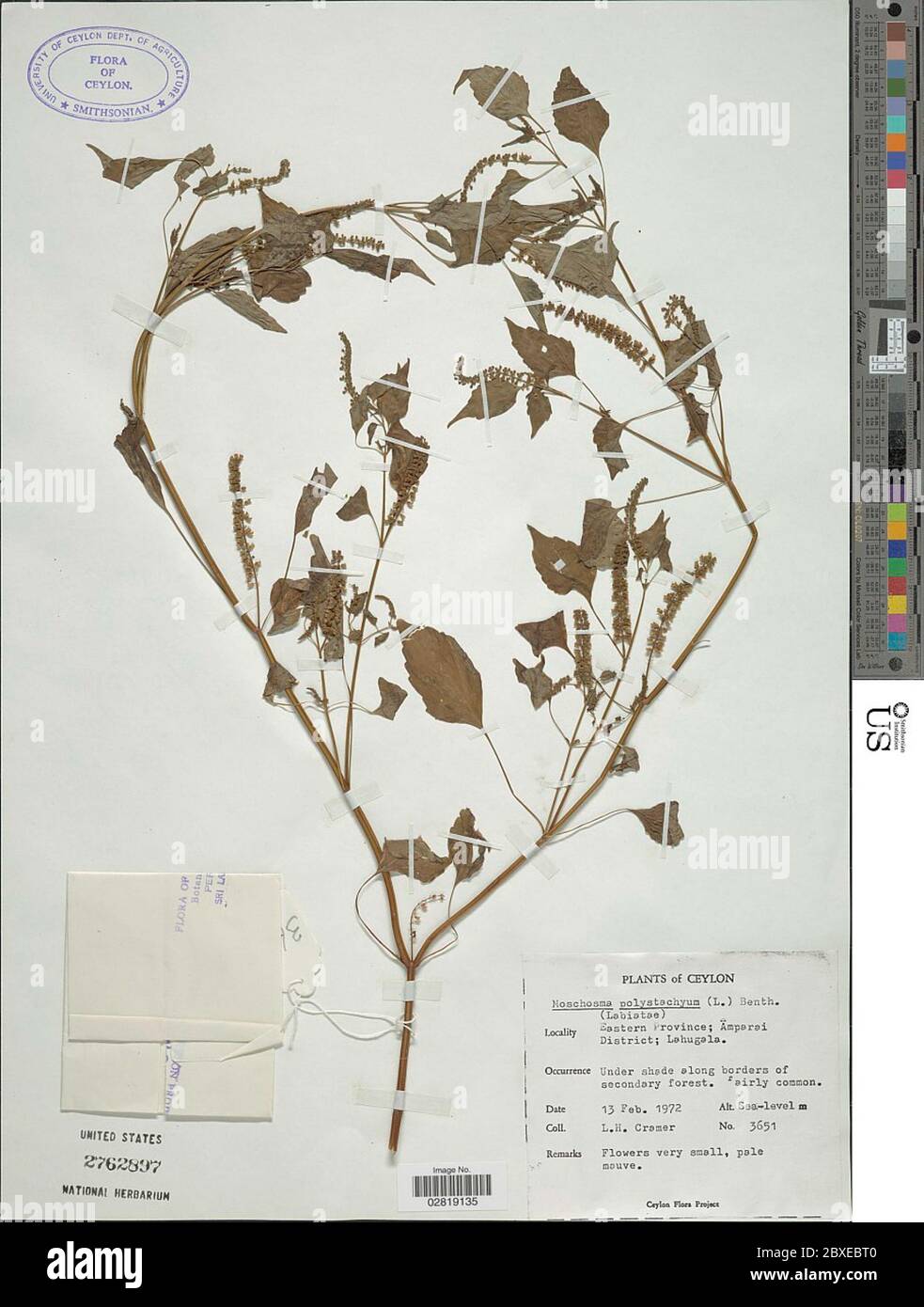 Polystachyon hi-res stock photography and images - Alamy