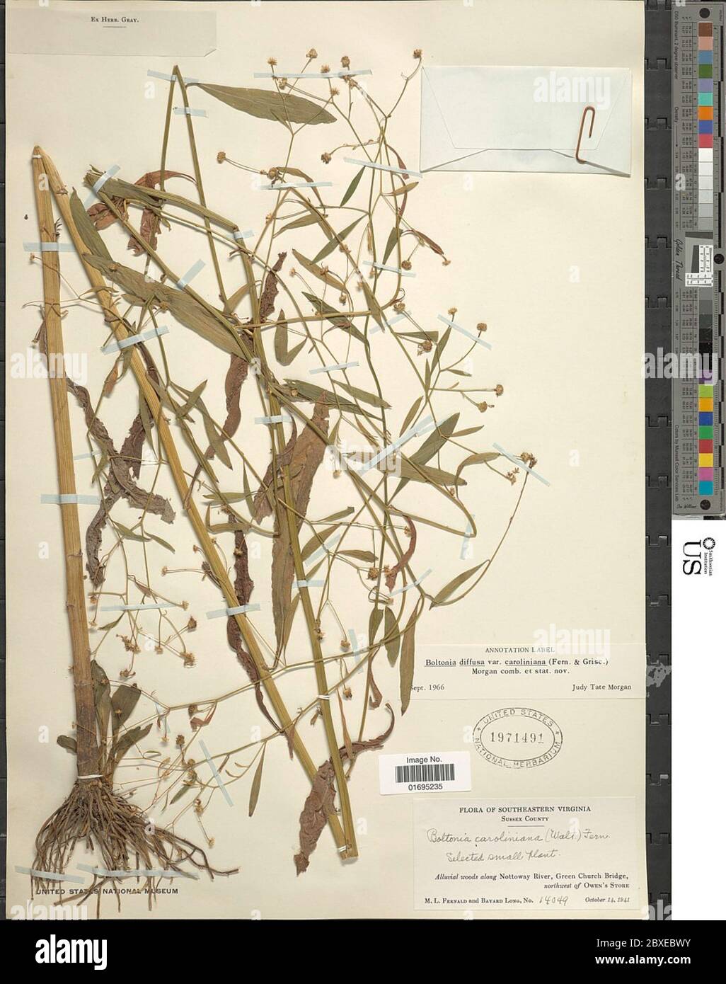 Boltonia diffusa hi-res stock photography and images - Alamy