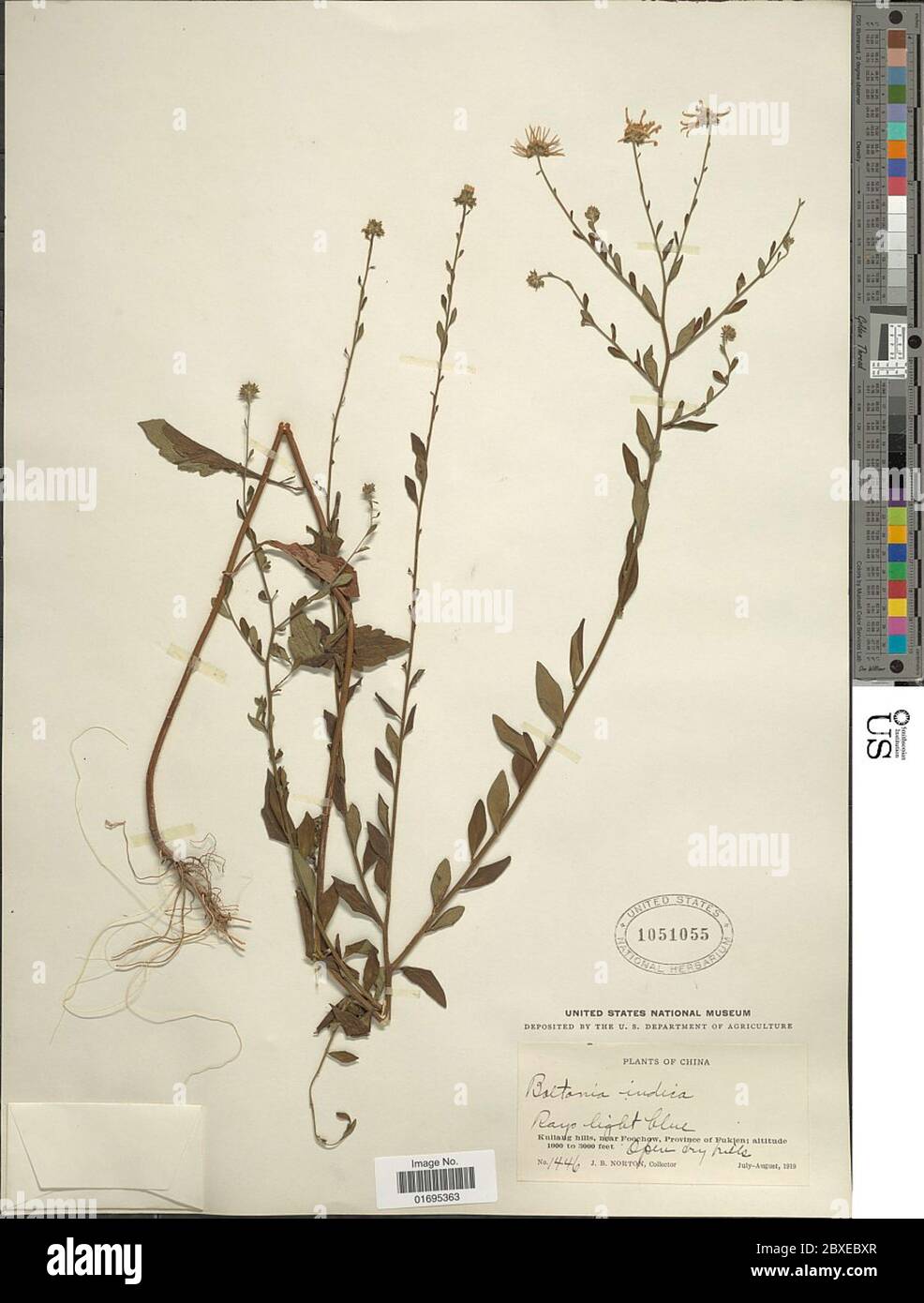 Kalimeris indica hi-res stock photography and images - Alamy