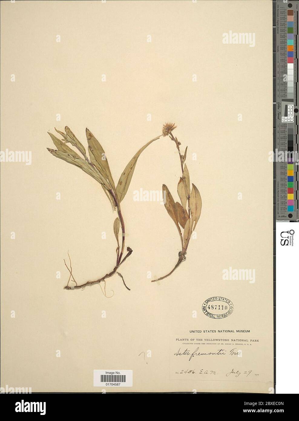 Symphyotrichum sp hi-res stock photography and images - Alamy