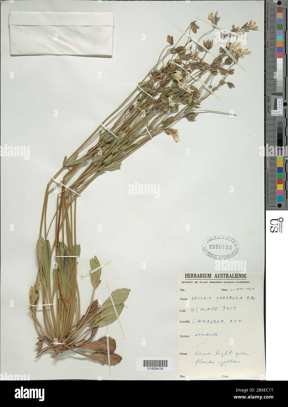 Velleia hi-res stock photography and images - Alamy