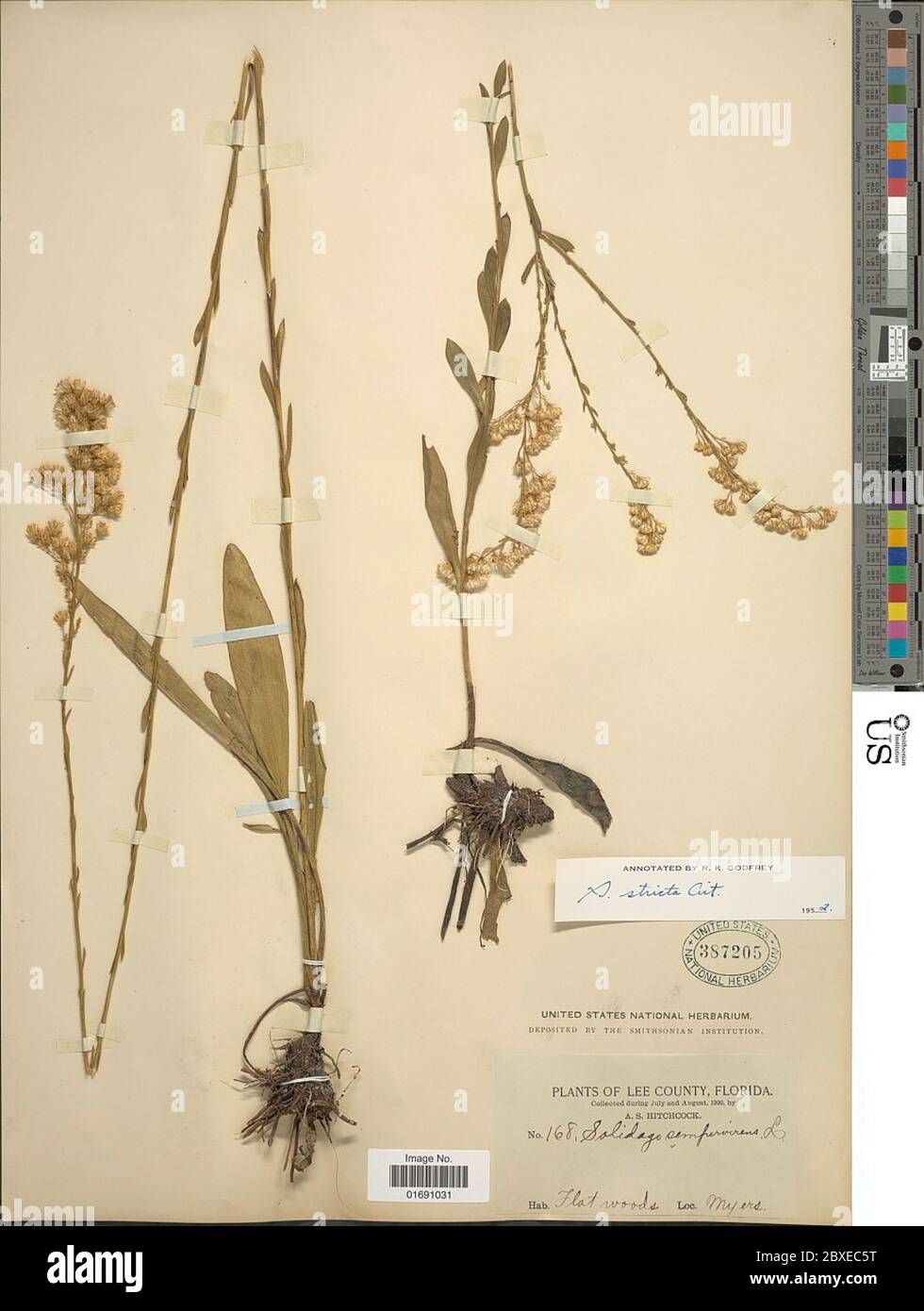 Solidago Stricta