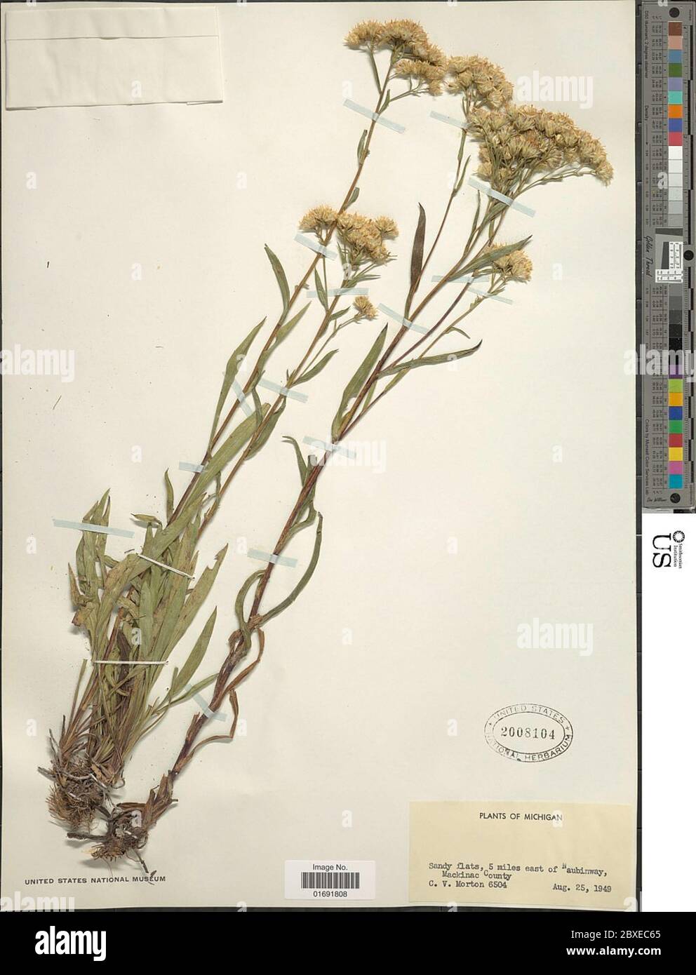 Solidago sp hi-res stock photography and images - Alamy