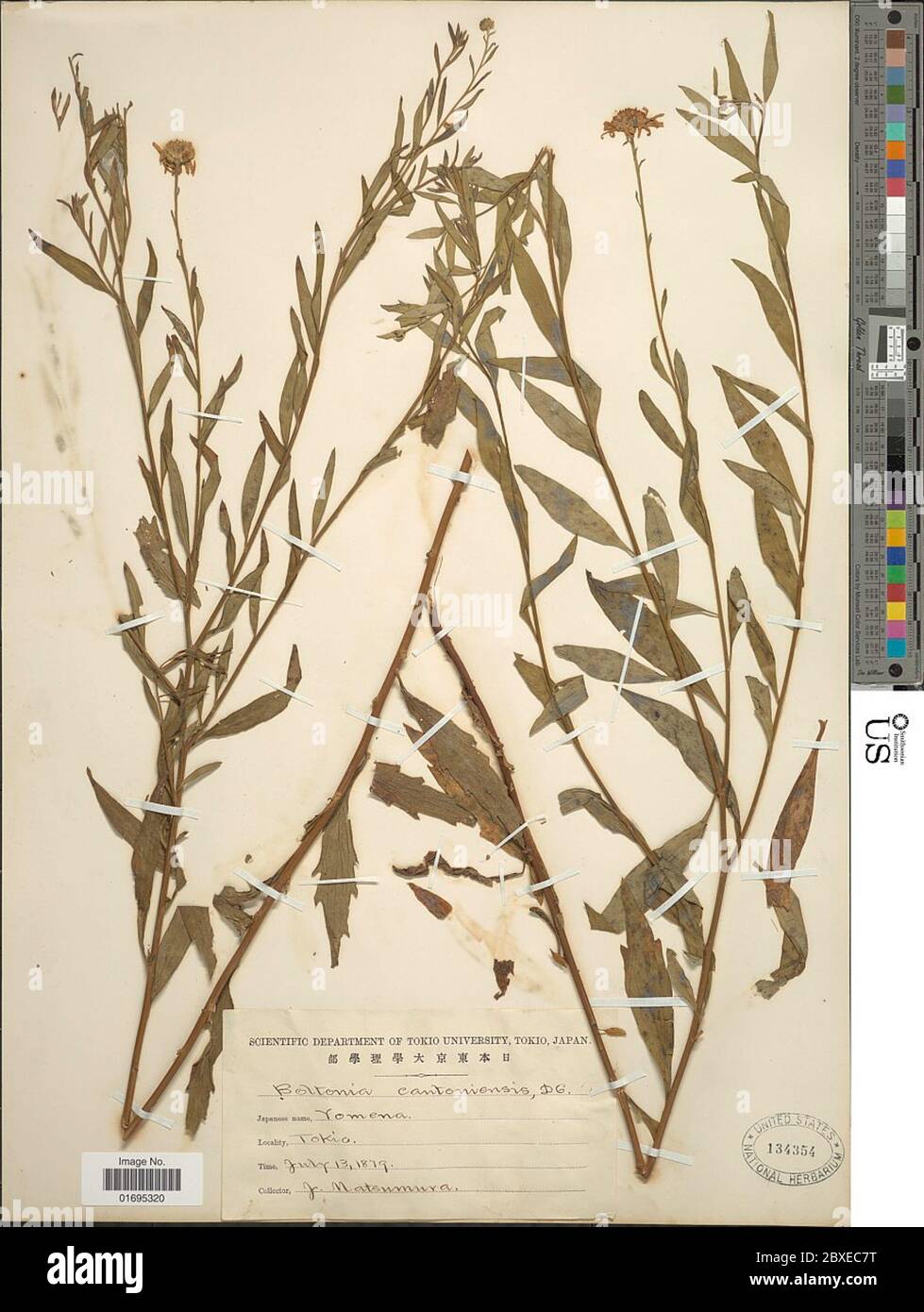 Kalimeris kalimeris sp hi-res stock photography and images - Alamy