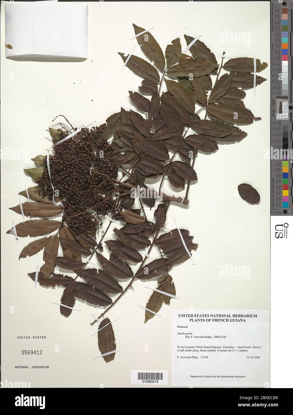 Zanthoxylum zanthoxylum sp hi-res stock photography and images - Alamy