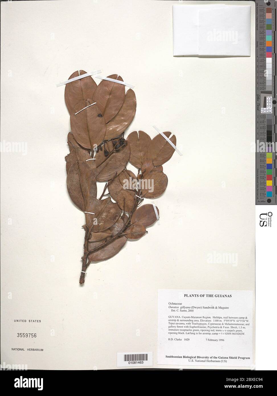 Ouratea hi-res stock photography and images - Alamy