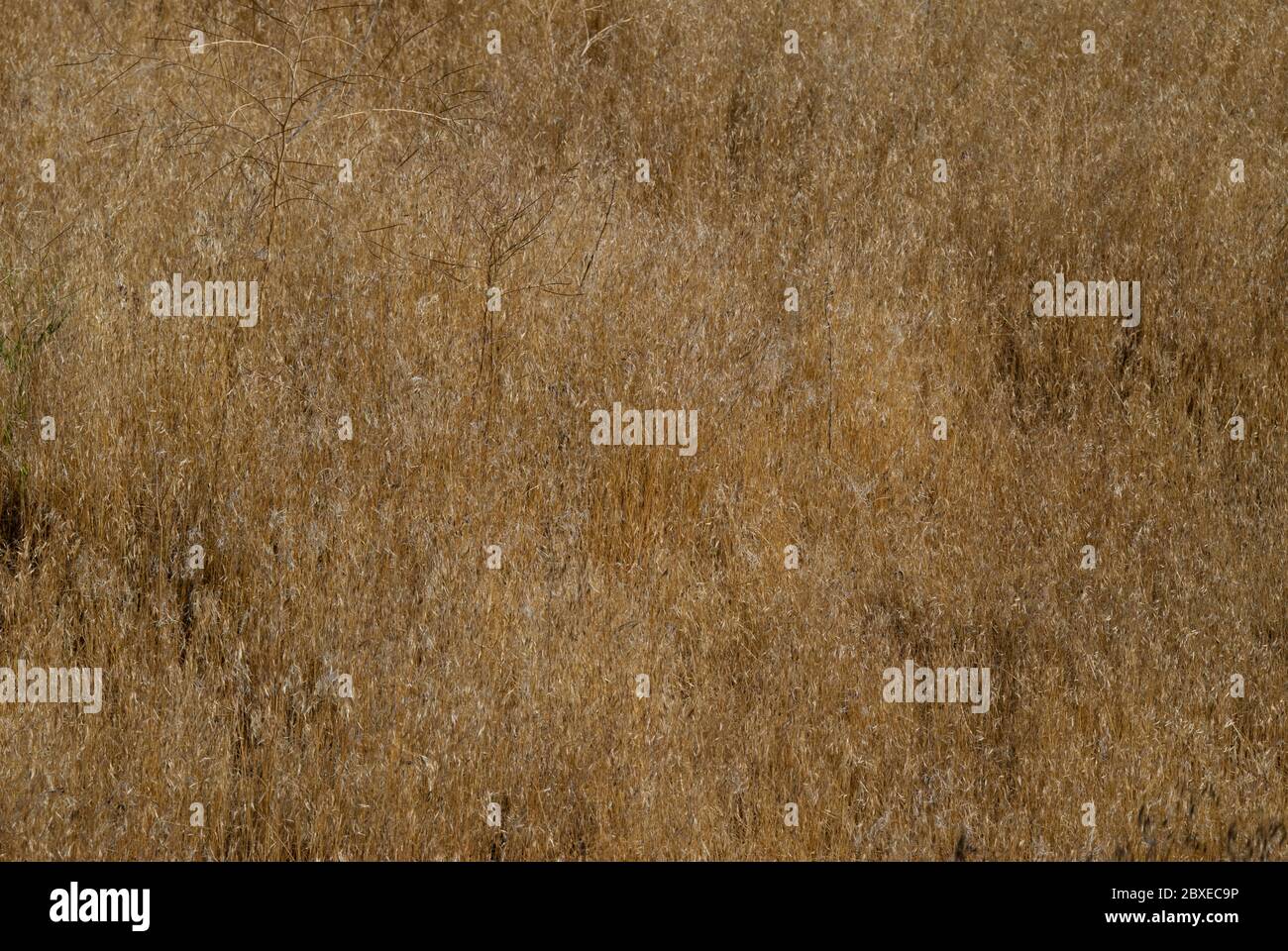 Invasive grass hi-res stock photography and images - Alamy